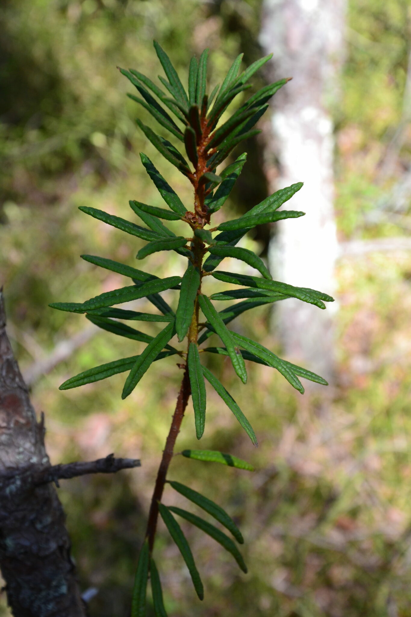 Luonnonsuojelualueet ja suojeltavat luontotyypit - Kauniainen