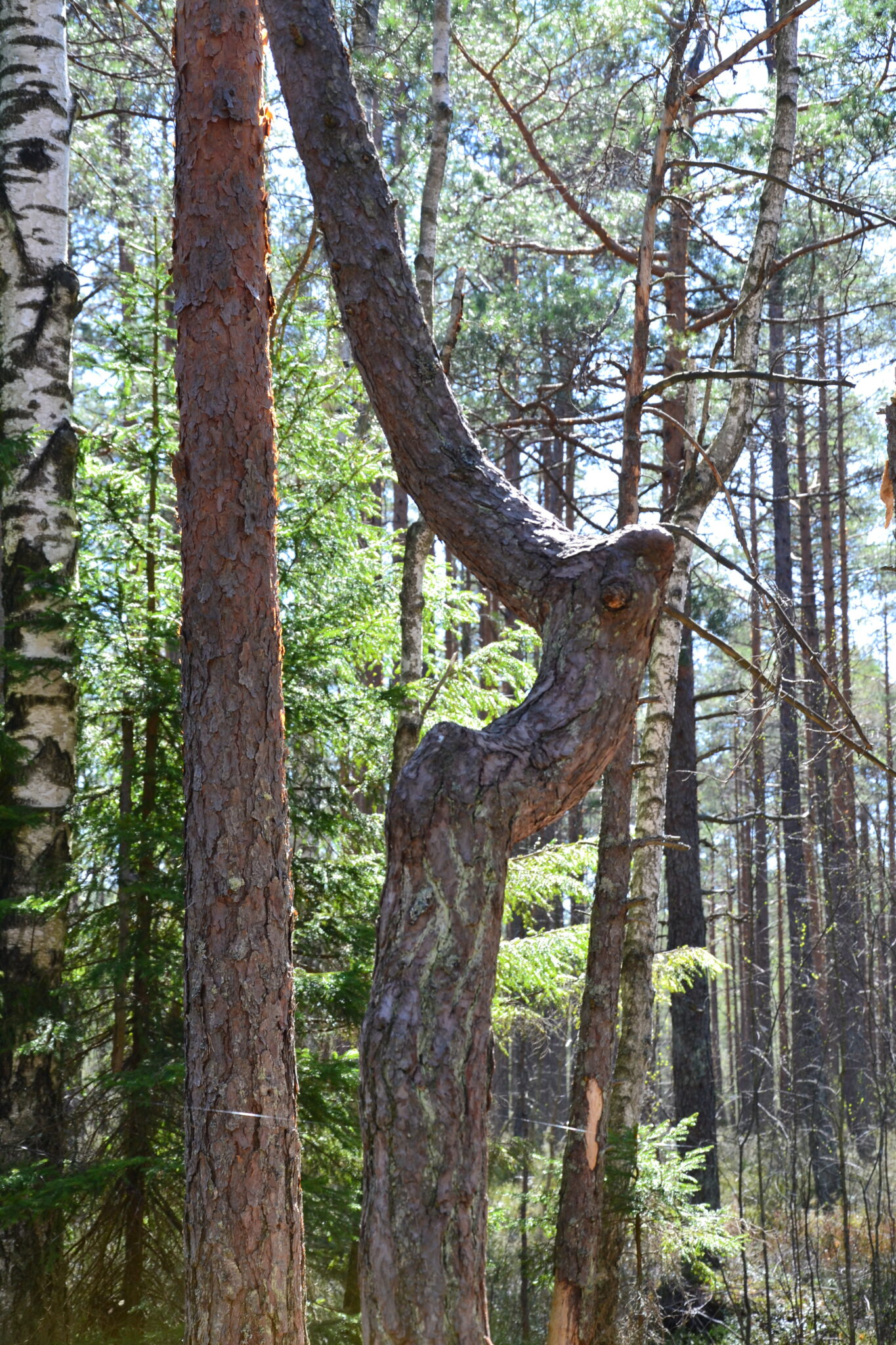 Puuasiat - Kauniainen