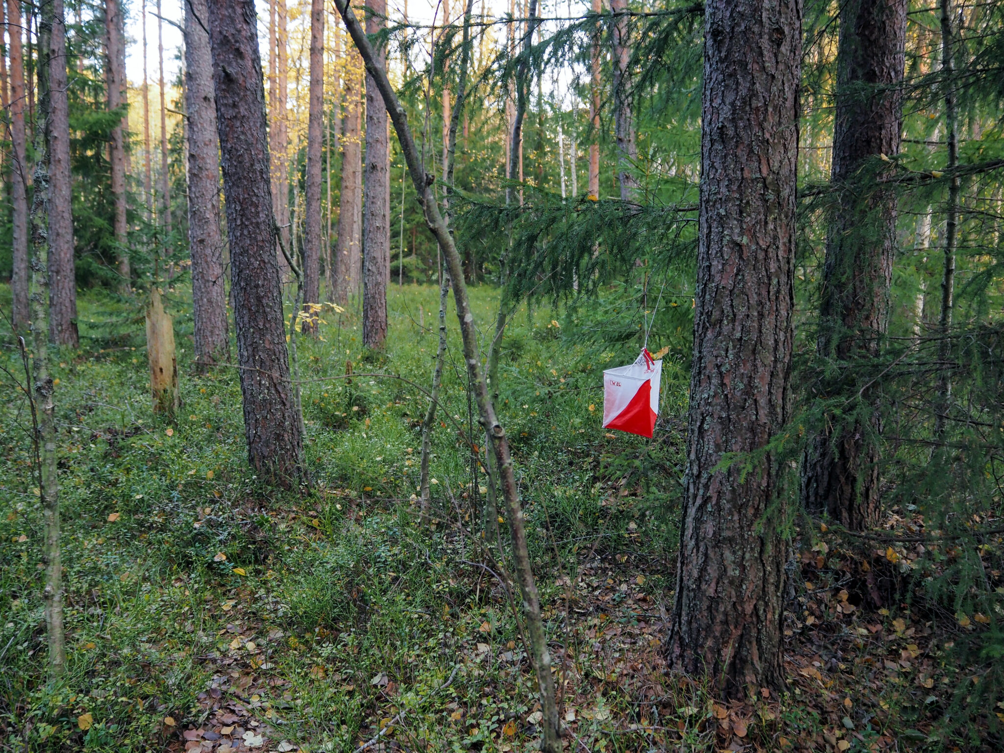 Kiintorastit - Kauniainen