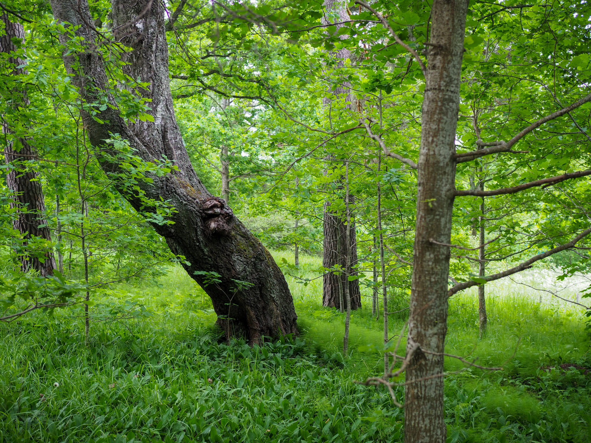 Puuasiat - Kauniainen